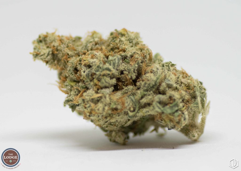 Fatso Strain Review - The Lodge Cannabis Denver