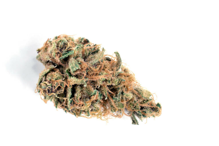 Golden Goat Strain Review - The Lodge Cannabis Denver