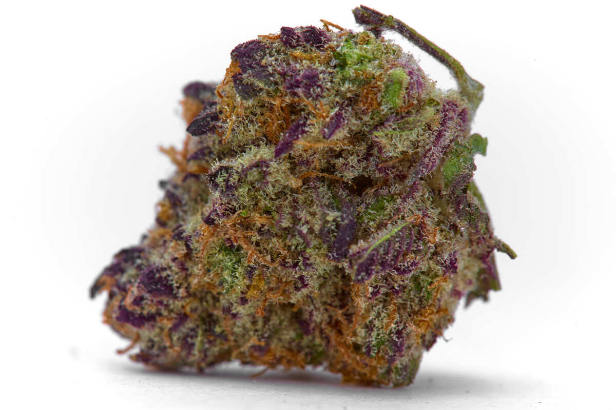 God s Gift Strain Review The Lodge Cannabis Denver God s Gift Strain Review The Lodge Cannabis Denver