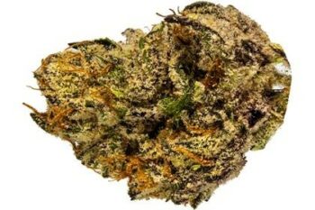 Top 20 Best Weed Strains Most Popular in Colorado 2022