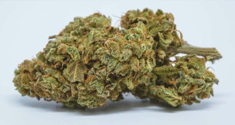 Top 10+ Strongest Sativa Strains 2022 - The Lodge Cannabis