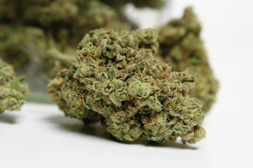 Lodi Dodi Strain Review - The Lodge Cannabis Denver