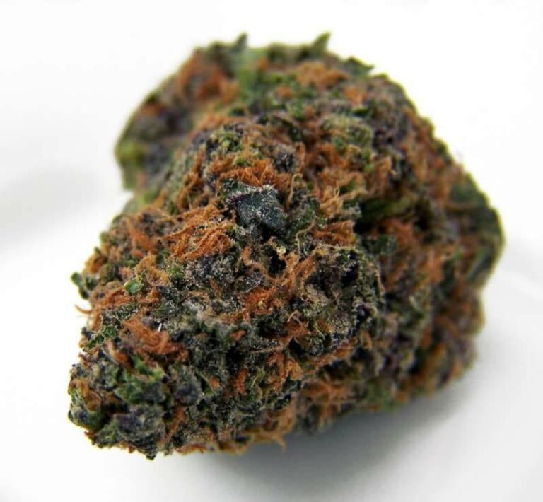 Blue City Diesel OG Strain Review - The Lodge Cannabis Denver
