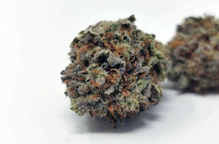 Island Sweet Skunk Strain Review - The Lodge Cannabis Denver
