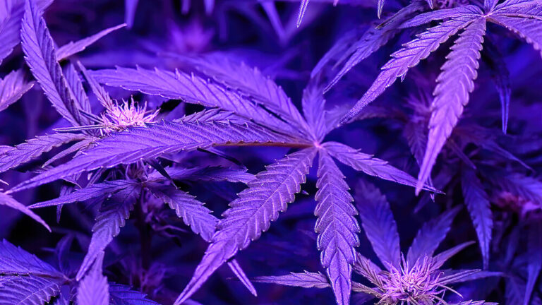 12 Best Purple Weed Strains: All About Purple Marijuana