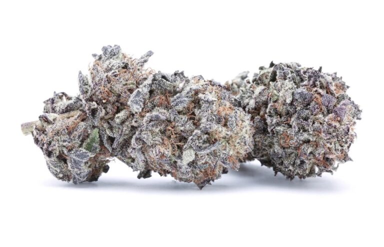 Black Mamba Strain Review - The Lodge Cannabis Denver