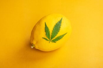 10 Best Lemon Weed Strains - The Lodge Cannabis