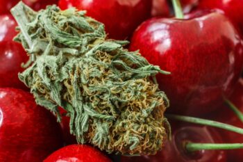 Best Cherry Weed Strains - The Lodge Cannabis
